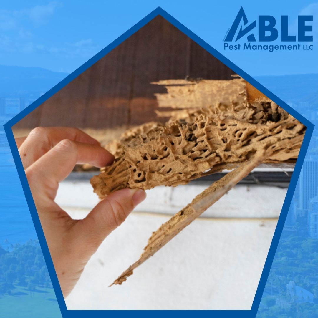 Understanding Termite Behavior During the Wet Season