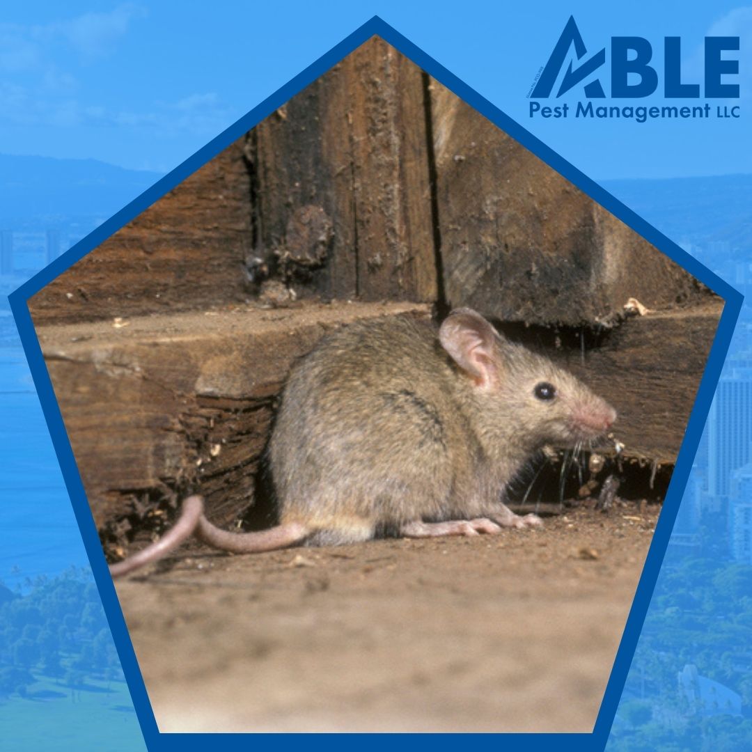 Keeping Your Home Safe from Rodent Infestations as the Weather Cools