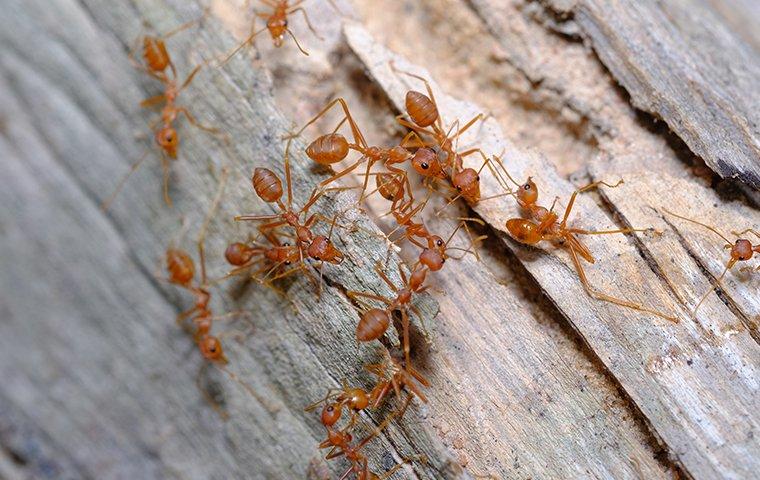 Blog - Honolulu's Quick Reference Guide To Ant Identification