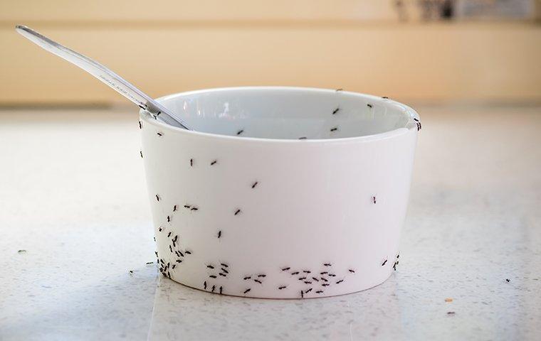 Blog - Eleven Easy & Effective Tips To Keep Ants Out Of Your Hawaii ...