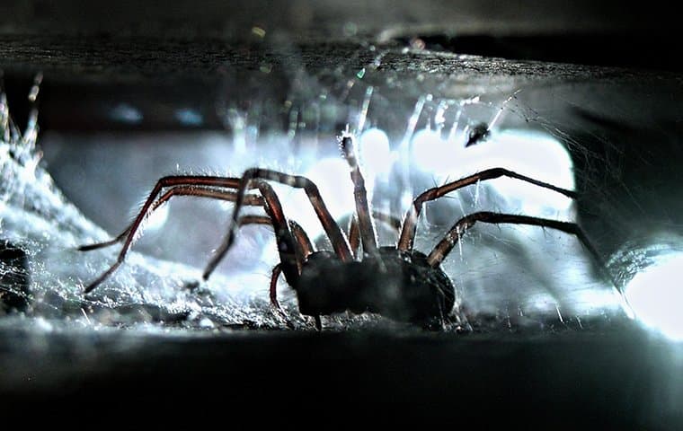 The Ultimate Spider Prevention Guide For Honolulu Homes