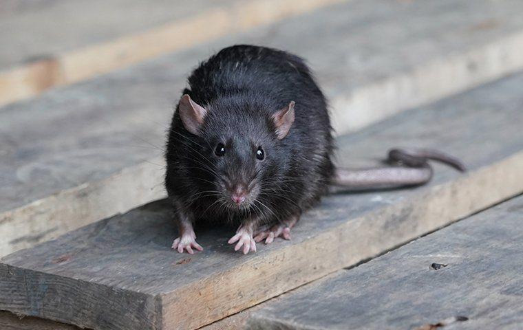 Blog - A Complete Guide To Effective Rodent Control For Hawaii Properties