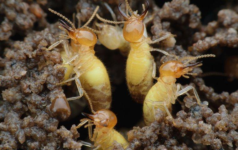 Blog - What Honolulu Property Owners Need To Know About Termites